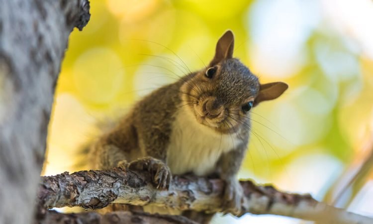 4 Ways to Protect Your Trees from Rodents and Deer - StellaNonna