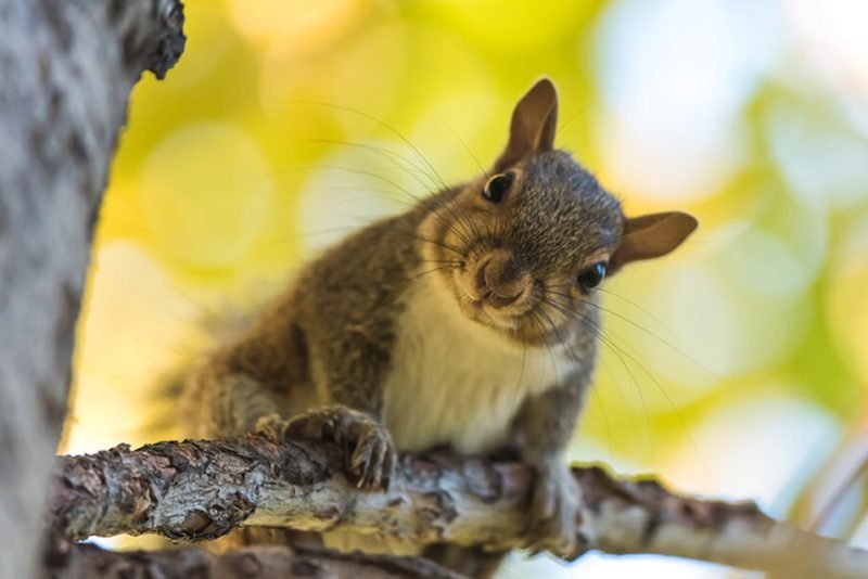 4 Ways to Protect Your Trees from Rodents and Deer - StellaNonna